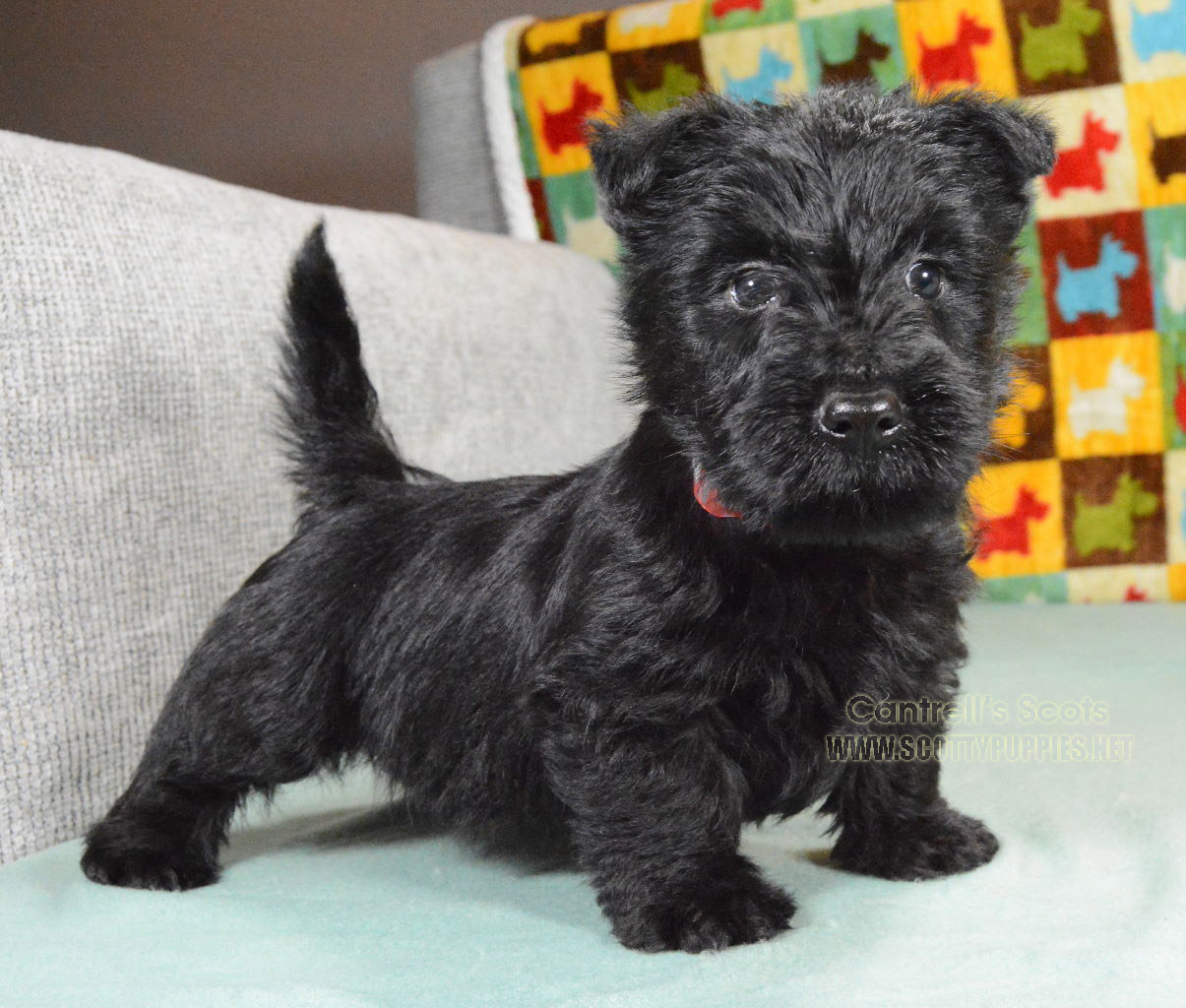 Sadee's Litter of 6 - April 29th, 2025